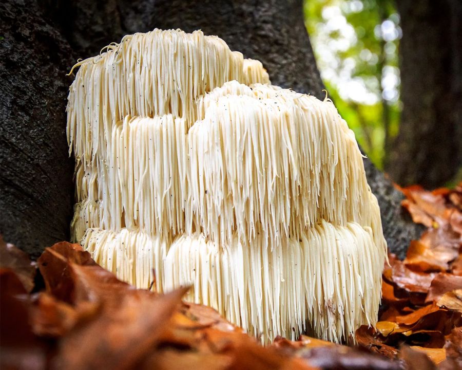 Buy Lions Mane Supplements | The Good Stuff – THE GOOD STUFF